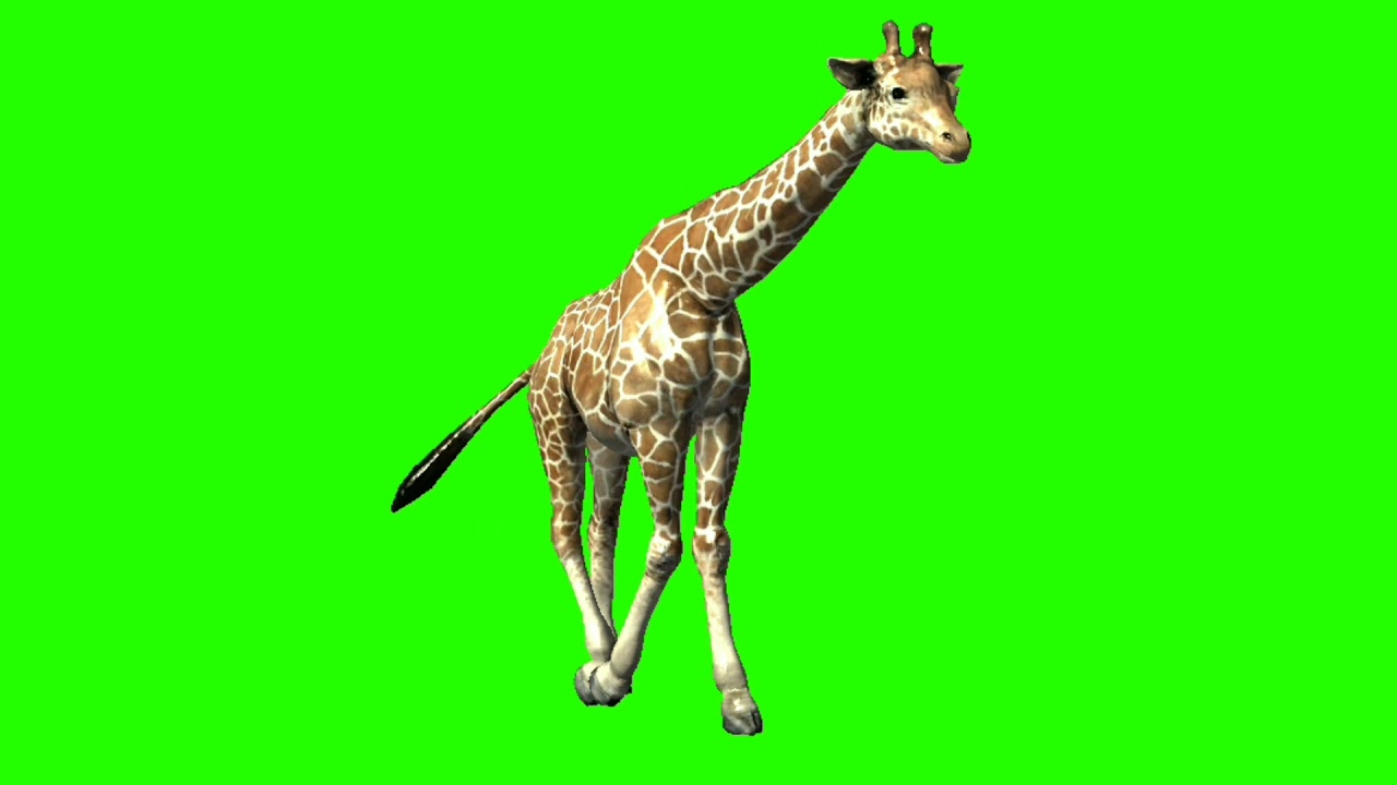 Giraffe || Green screen giraffe effect || chroma key || 4K HD ...