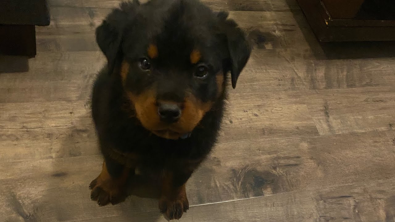 Afternoon care for 12 week old ( ROTTWEILER PUPPY ) - YouTube