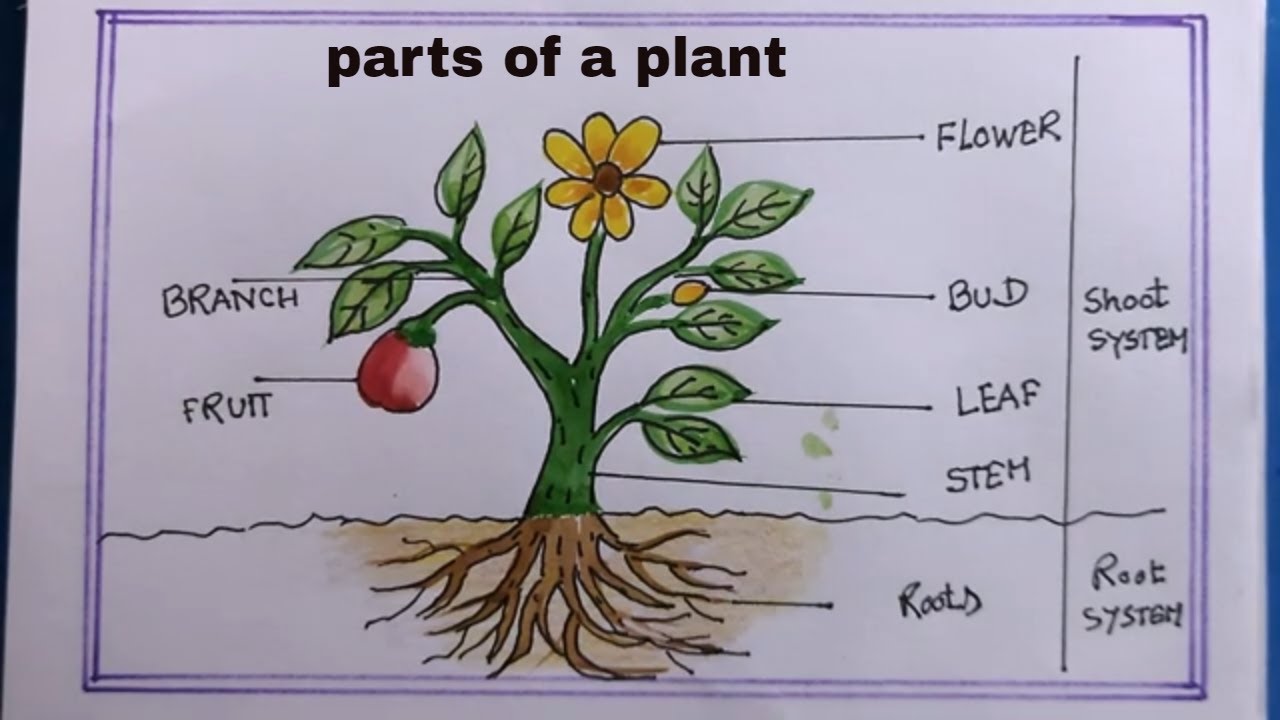 how to draw a plant/draw different parts of plant easy #06 - YouTube