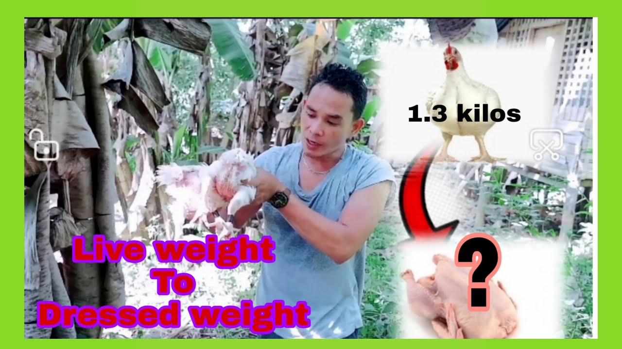 Meat type chicken live weight into dressed chicken.. - YouTube