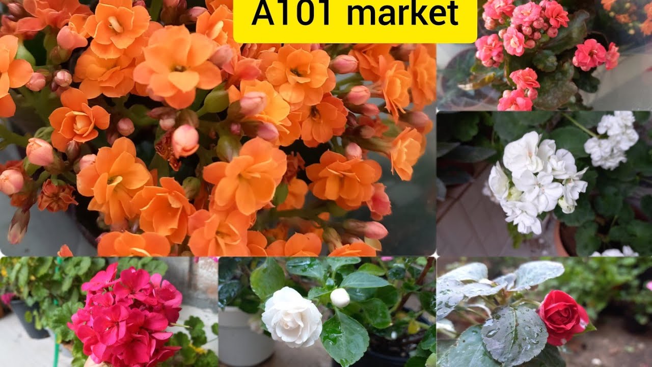 A101'E GELEN ÇİÇEKLER VE KATLI CAM GÜZELLERİM, SARDUNYA - YouTube