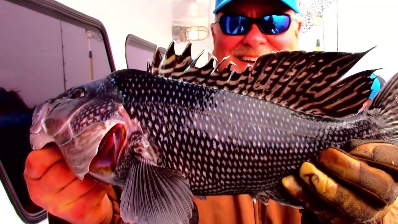Jim Baugh Outdoors TV Offshore Sea Bass feature Rudee Angler Virginia ...