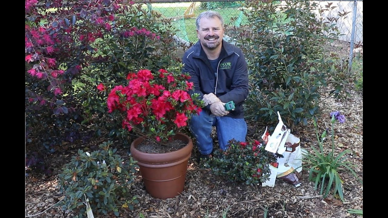 How to Fertilize Your Encore Azaleas - YouTube