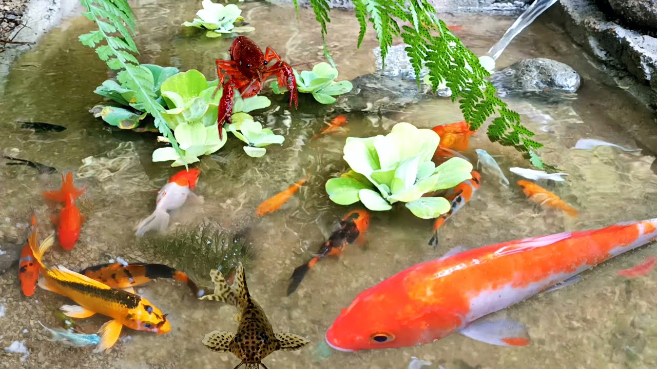 Cute Animals koi fish chef fish catfish betta fish lobster shrimp ...