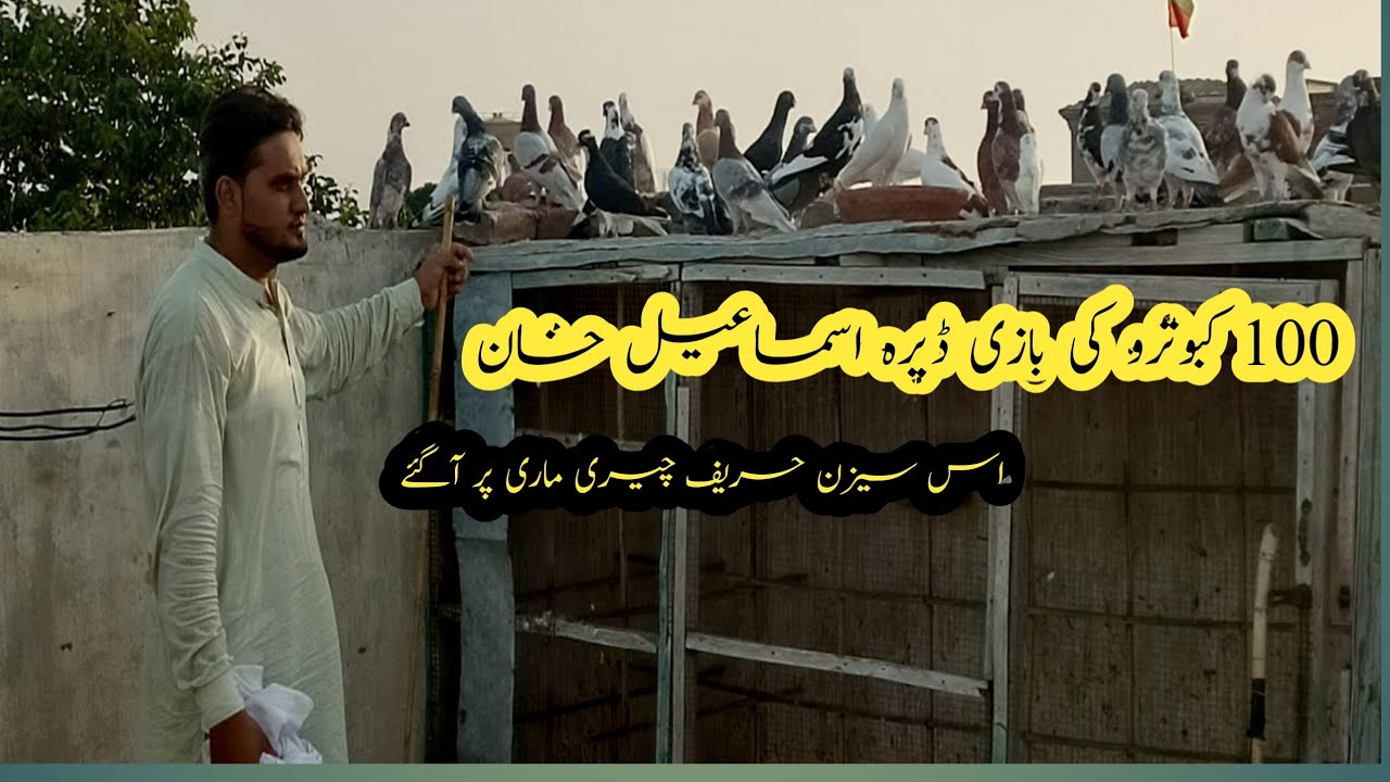 100 KABUTARO KI TIYARI SEASON K LIYE HAREEF BHI CHERI MARI PAR AA GYE ...