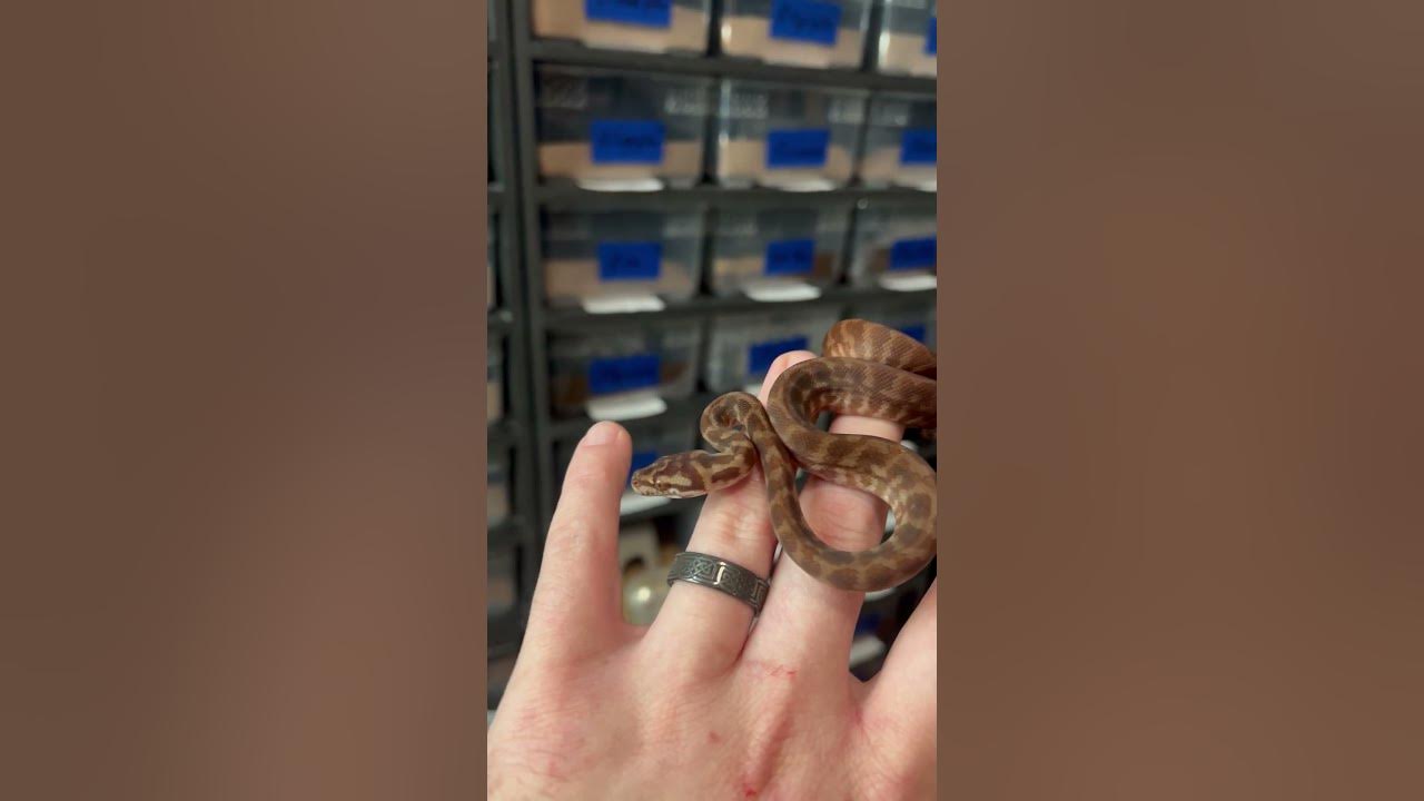 Baby Carpet Python Mistakenly Nibbles Owner's Finger - YouTube