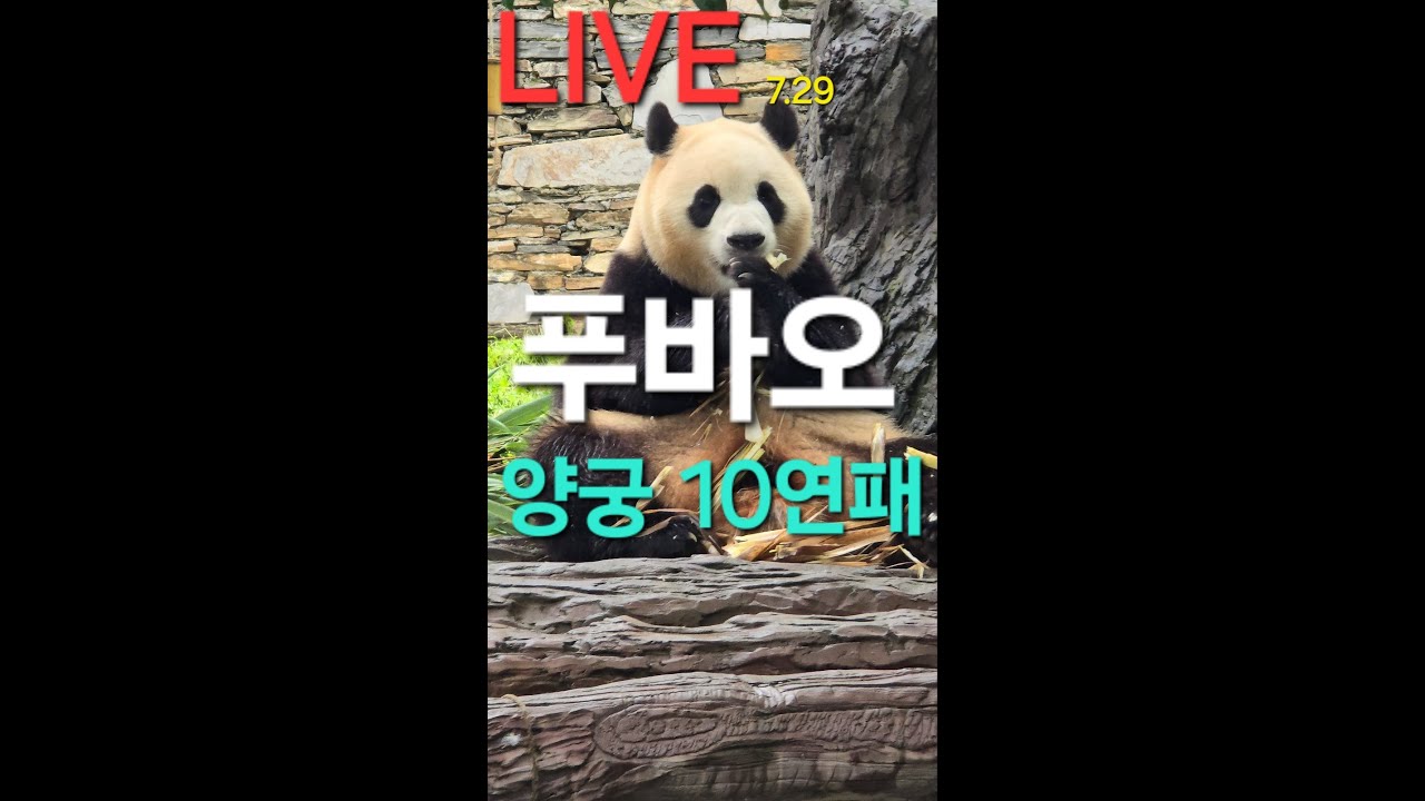 생방송 양궁10연패 대한민국 멋지다 푸바오 7월29일 영상7월영상 소통방송live Fubao 福宝直播 양궁푸바오 Fubao 福宝 Live 올림픽 