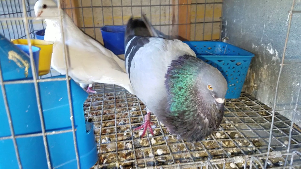 Palomas Buchonas de Conquista - YouTube