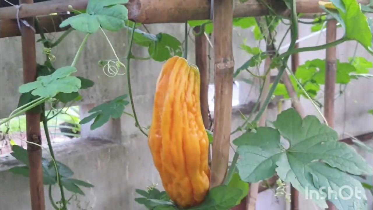 Kesadaran, Berakar, Bertumbuh dan Berbuah - YouTube