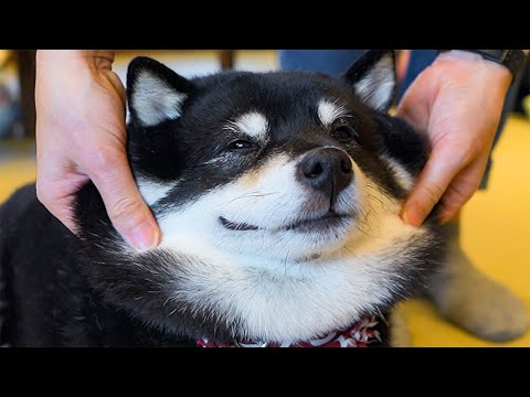 Japonya, Kamakura'daki Shiba Inu Köpek Kafesini Ziyaret Etmek | Mameshiba Cafe Kamakura