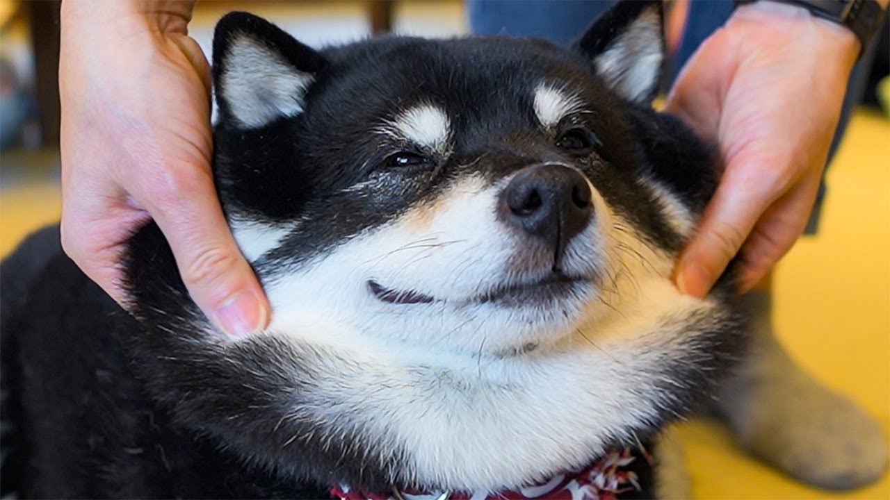 Visiting Shiba Inu Dog Cafe in Kamakura, Japan | Mameshiba Cafe ...