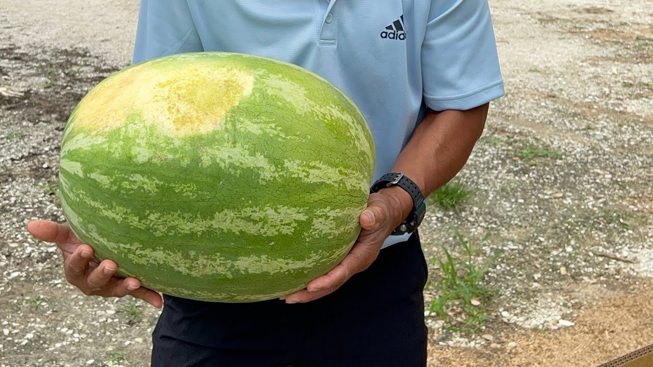 Gigantic Watermelon | មានលក់បន្លែ ផ្លែឈើ នៅតាមដងផ្លូវ Farmer Markets on ...