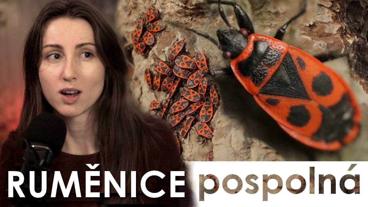 🔮 Barevný popelář i náruživý milovník 🪳| Ruměnice pospolná 🐞 - YouTube