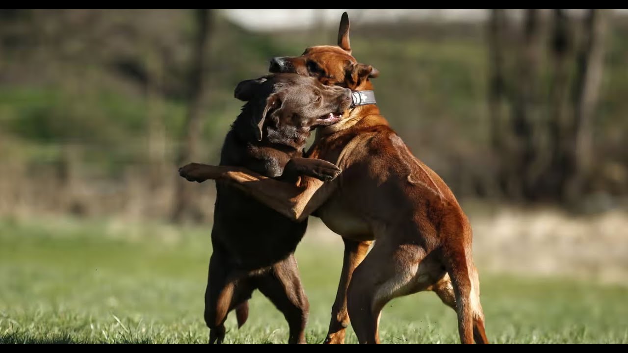 DEADLIEST DOG FIGHTS AND ATTACKS COMPILATION - YouTube