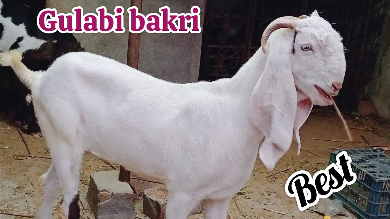 Gulabi goat - fruit Azeez bhai ki khoobsurat bakri @jameelcollection ...