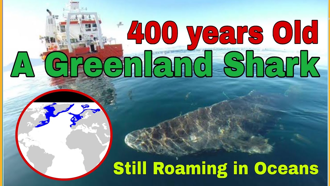 400 years Old — A Greenland Shark— Still Roaming The Oceans / longest ...