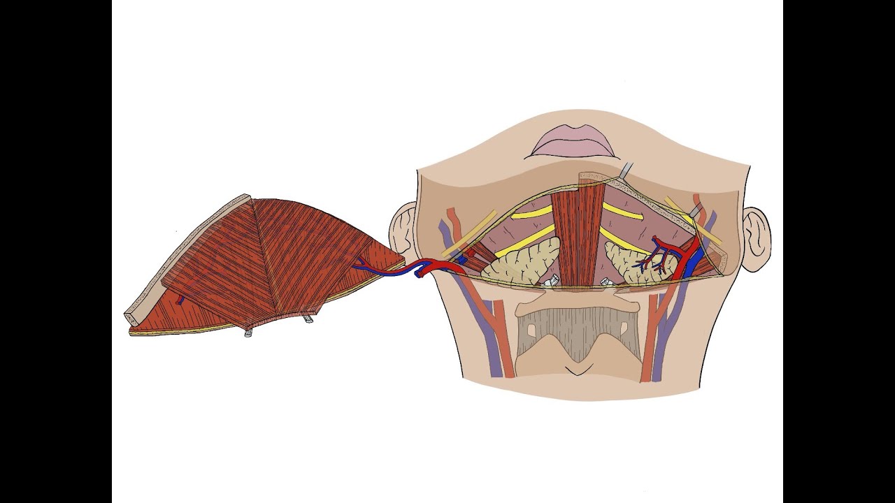A Step-by-Step Approach to Harvesting the Osteocutaneous Submental ...