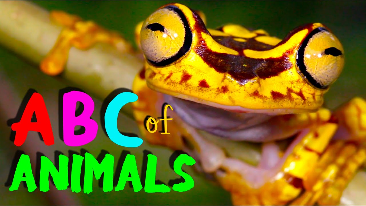 REAL ANIMAL ABC | Kids Alphabet Song - YouTube