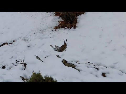 TAVŞAN AVI KAR ÜZERİNDE İZ SÜRME...MÜKEMMEL TAVŞAN KALKIŞ ANI...Rabbit hunt is perfect on the snow