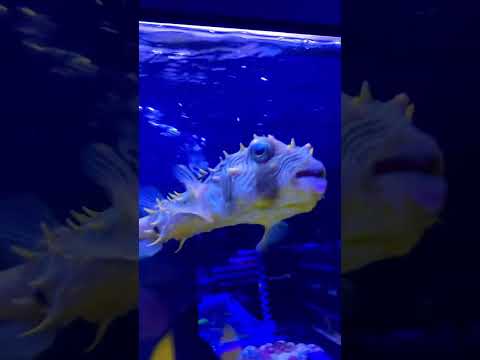 Dino fish - YouTube