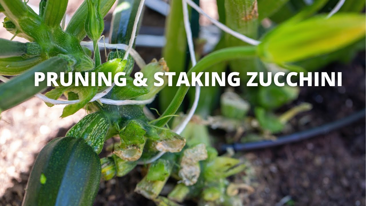 #02- Pruning and staking Zucchini - YouTube
