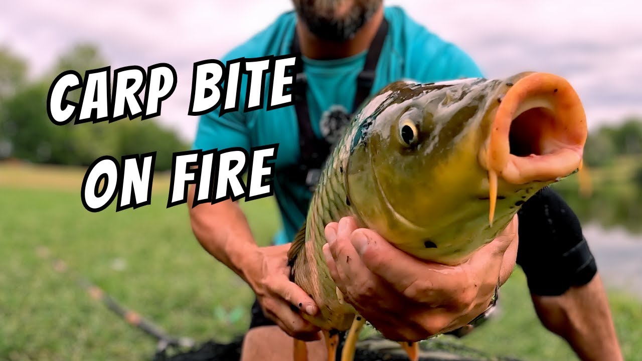 Carp Bite Was On FIRE | #carpfishing #bankfishing #fishing - YouTube