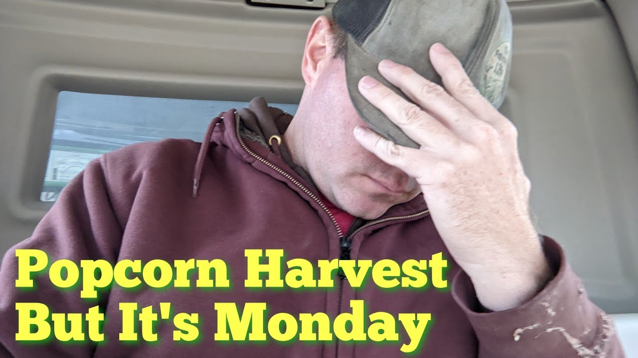 Popcorn Harvest Time But It's Monday | Harvest 2022 Day Thirty-Seven ...
