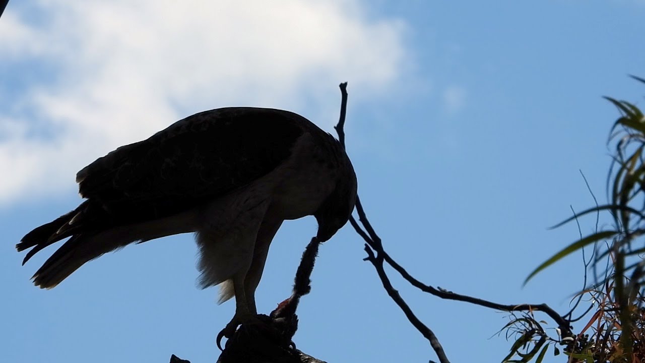 Red-tailed Hawk eats a mouse. San Diego - YouTube
