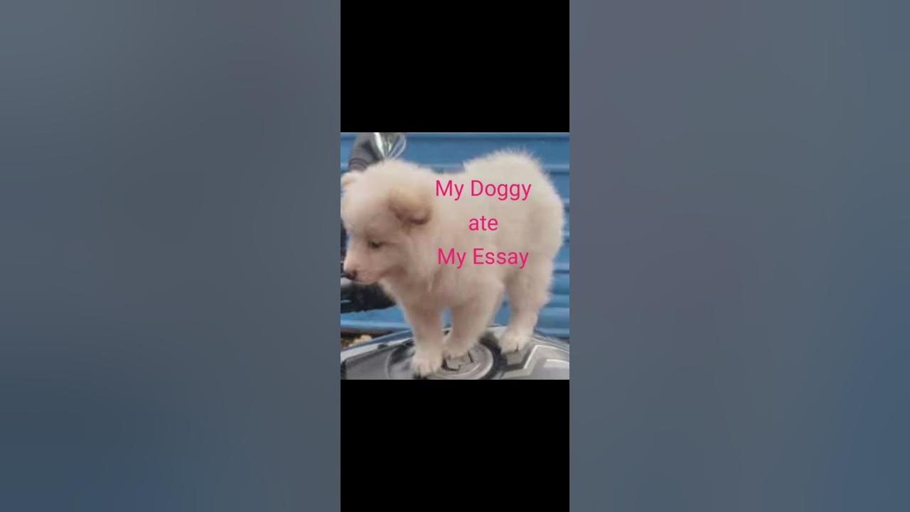My Doggy ate my Essay - YouTube