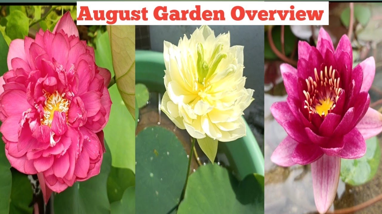 August Sunday Garden Overview 🥰 - YouTube