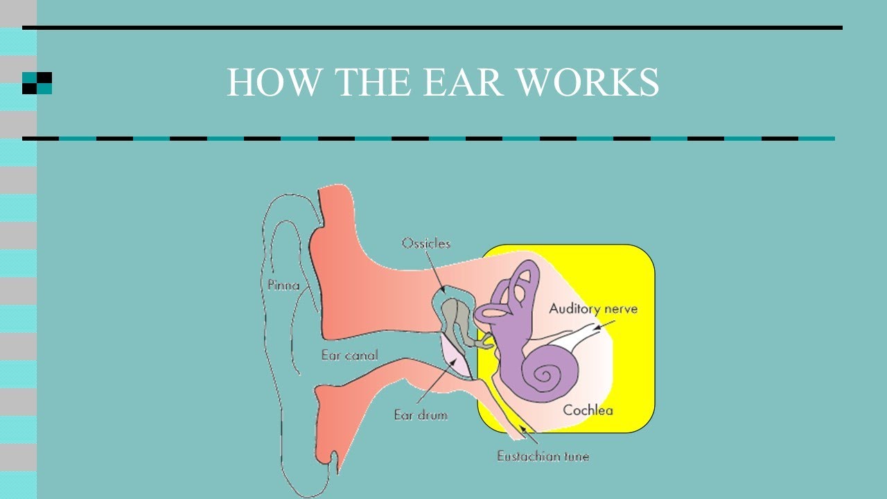 How the Ear Works //Outer Ear//Middle Ear//Inner Ear//Eardrum - YouTube