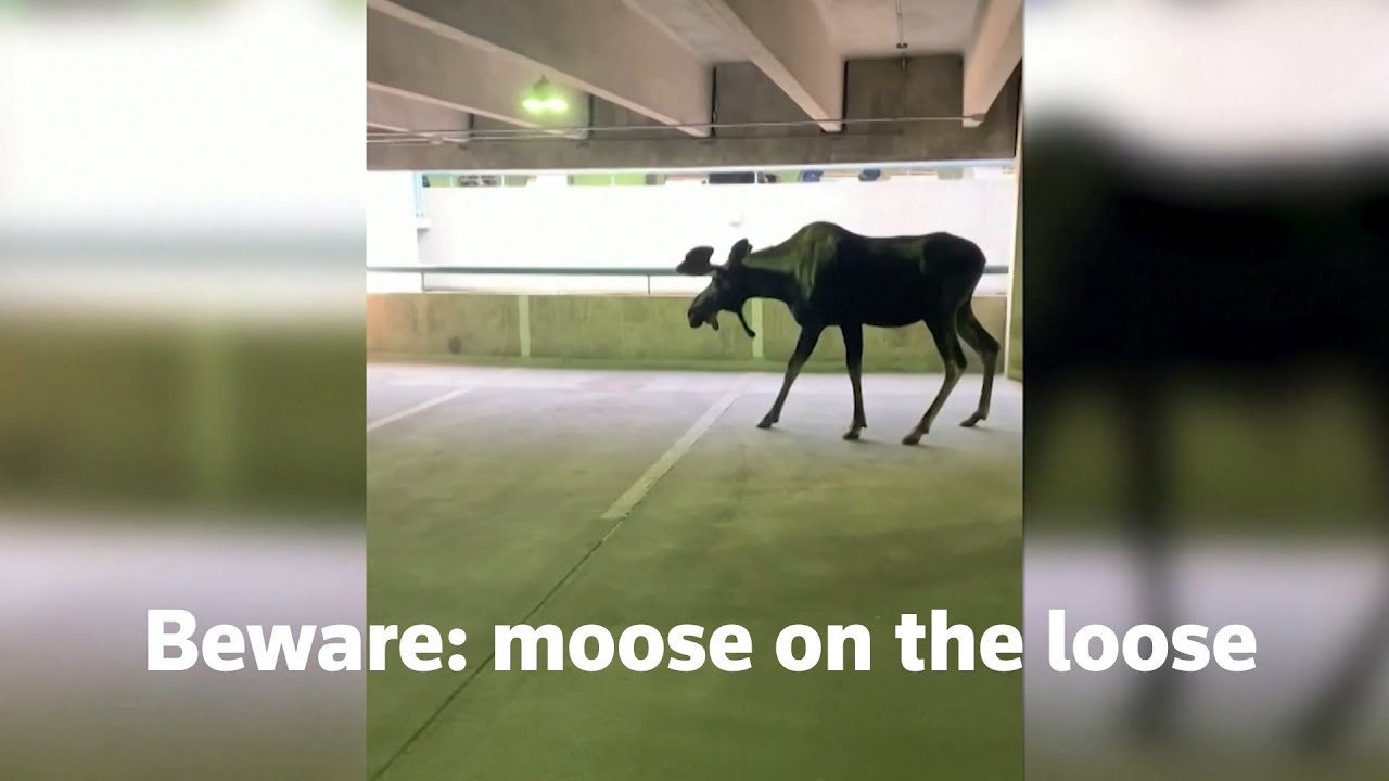 Moose on the loose in parking lot in Colorado - YouTube