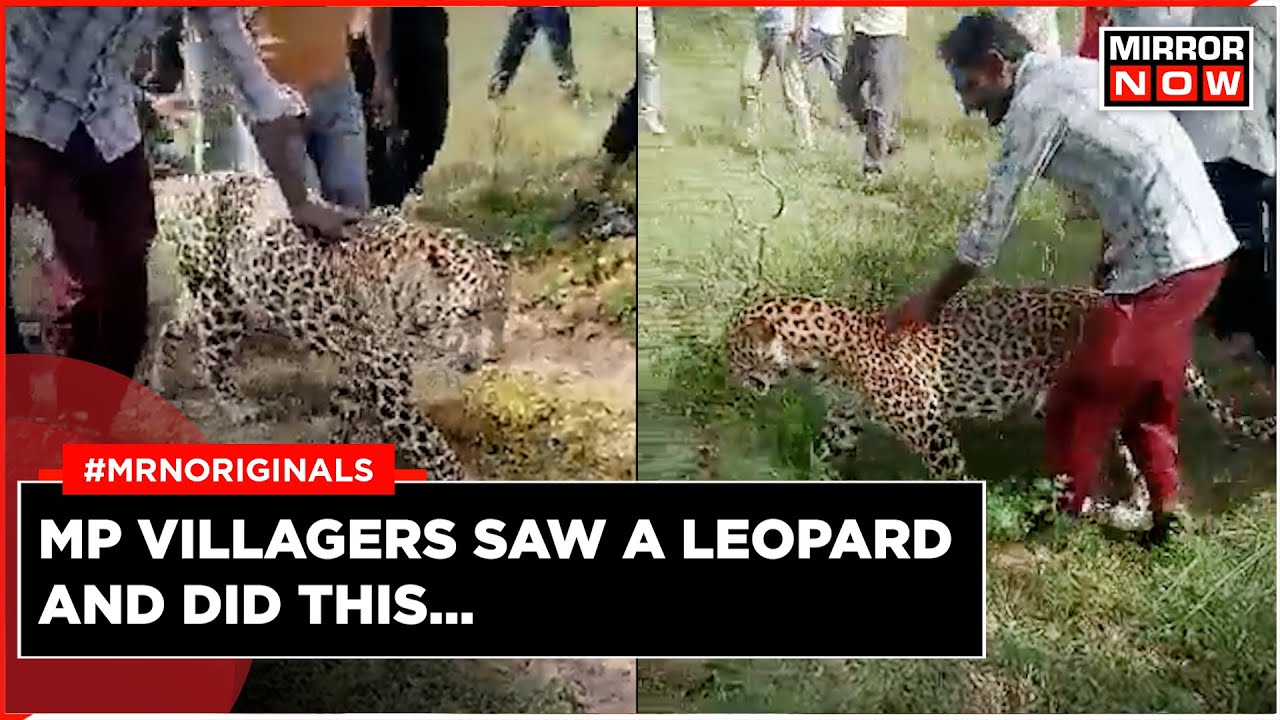 Madhya Pradesh Leopard Viral Video: Villagers Spotted Sick Leopard, Did ...