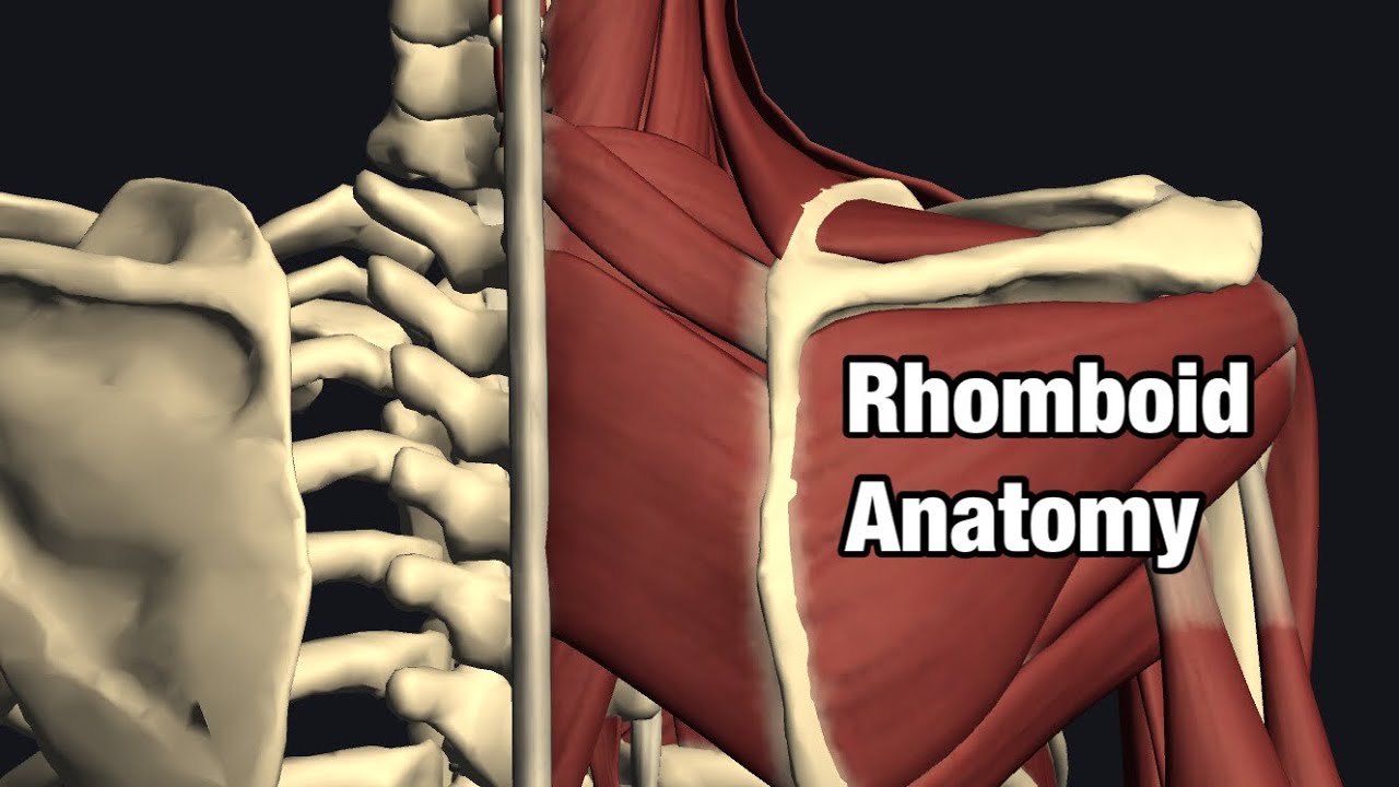 Anatomy and function of rhomboid (English) - YouTube