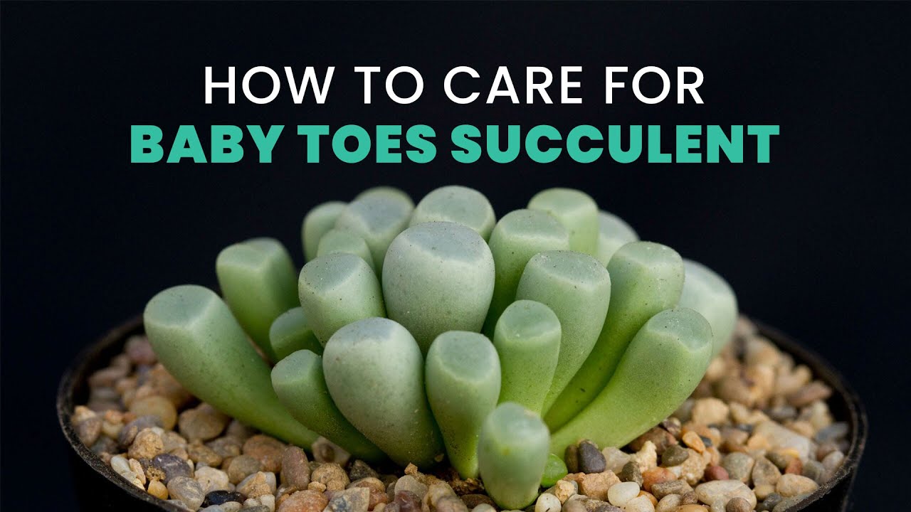 BEST TIPS | A GUIDE TO KEEP YOUR BABY TOE HEALTHY AND COMPACT ...