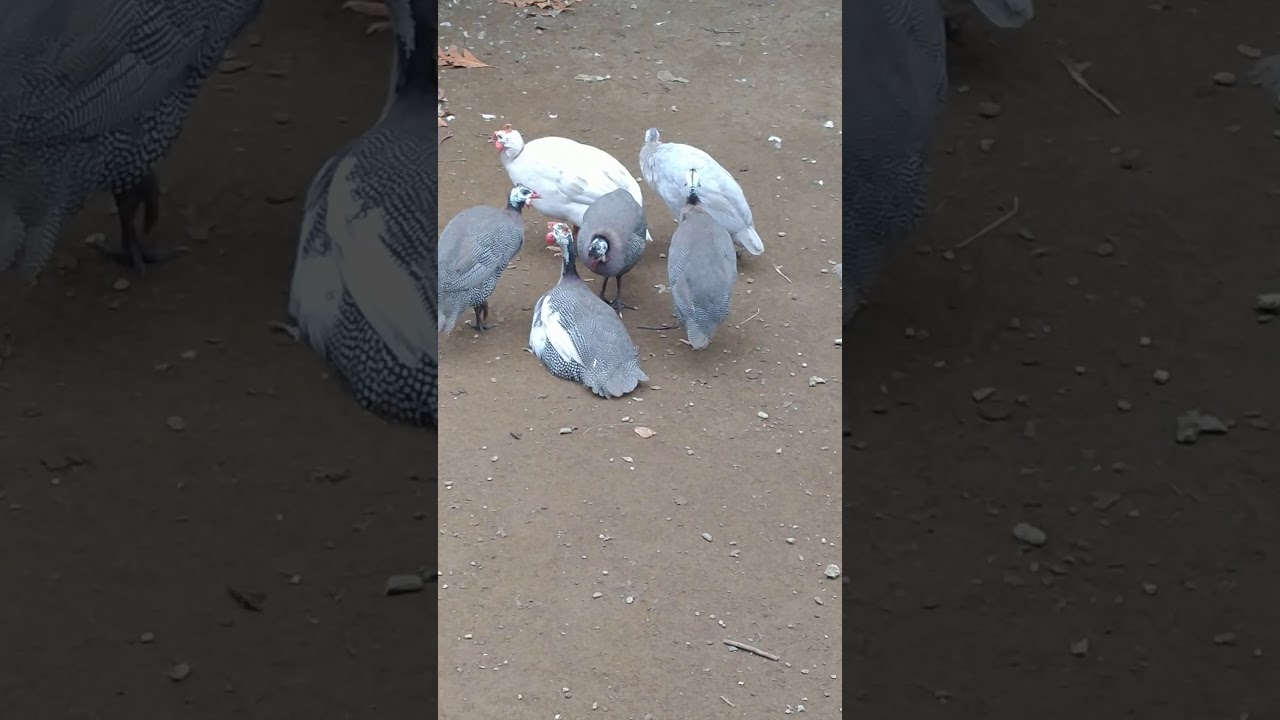 Bengala Chicken Family - YouTube