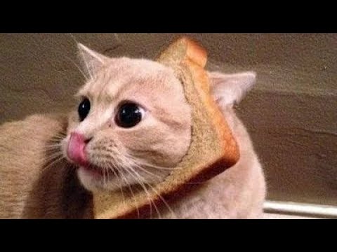 chat drôle @ mourire de rire - YouTube