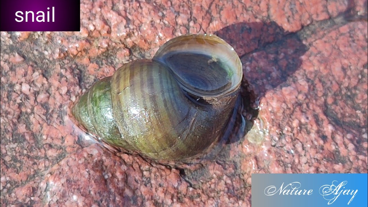 snail//ghoghi// ghongha//ghoga//ghogi |Nature Ajay - YouTube