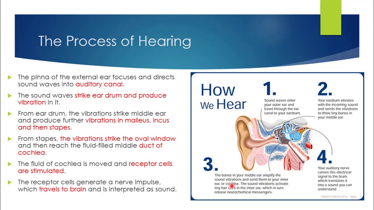 Class 10 Biology Chapter No.12 Lecture No.18 Ear with its functions by ...