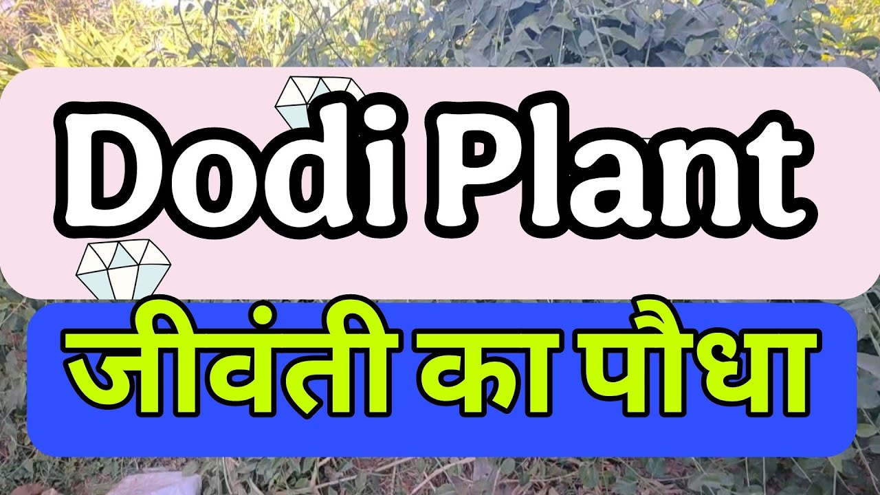 Dodi Plant On Fancing || जीवंती का पौधा || ડોડી || - YouTube