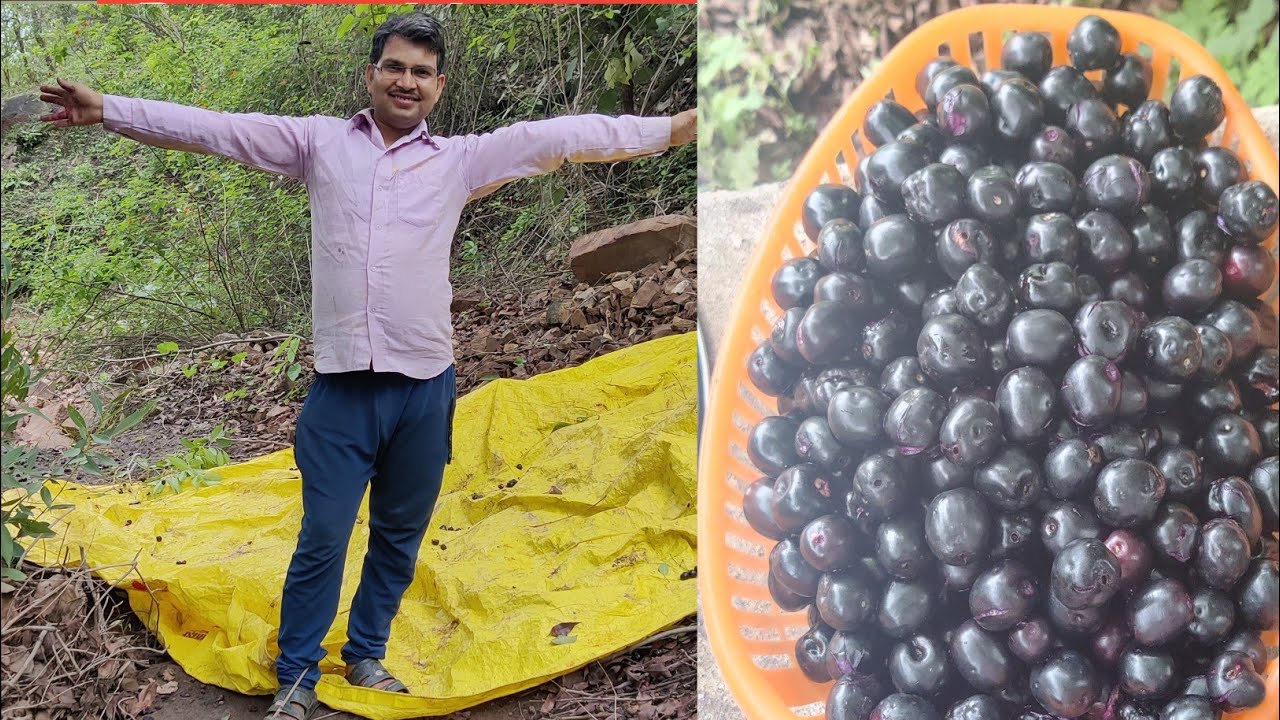 forest jamun | jangal se jamun tod kr le aye | nature fruit | Testy ...