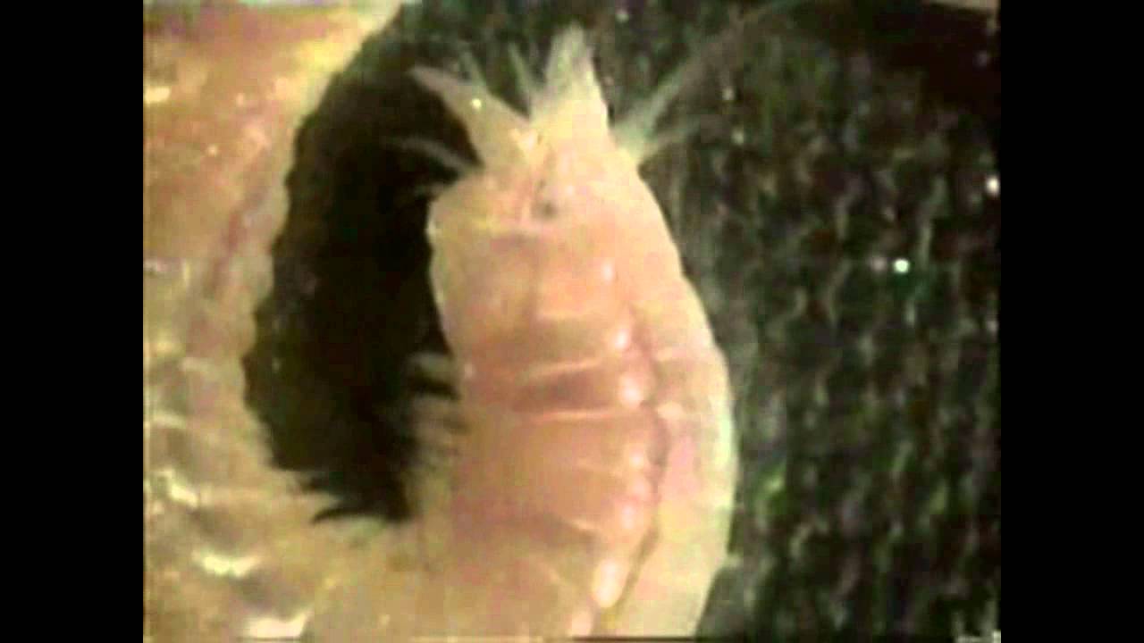 Polychaete worm of Indonesia - YouTube