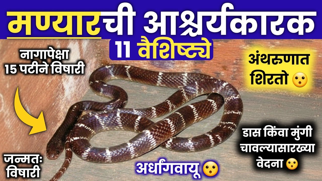 मण्यार सापाची 11 आश्चर्यकारक वैशिष्ट्ये | 11 Surprising Characteristics ...