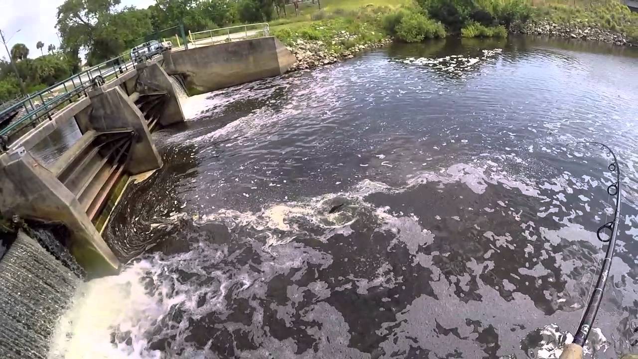 Spillway snook fishing live bait - YouTube