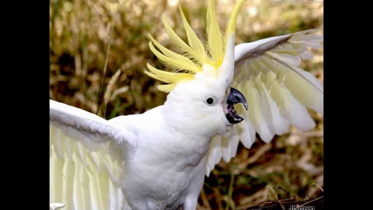 Very Angry Parrot - YouTube