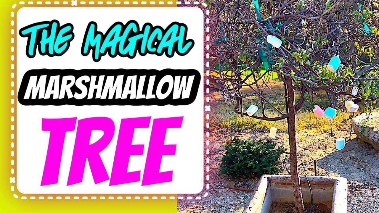 Kid prank 2019 - The Magical Marshmallow Tree - YouTube