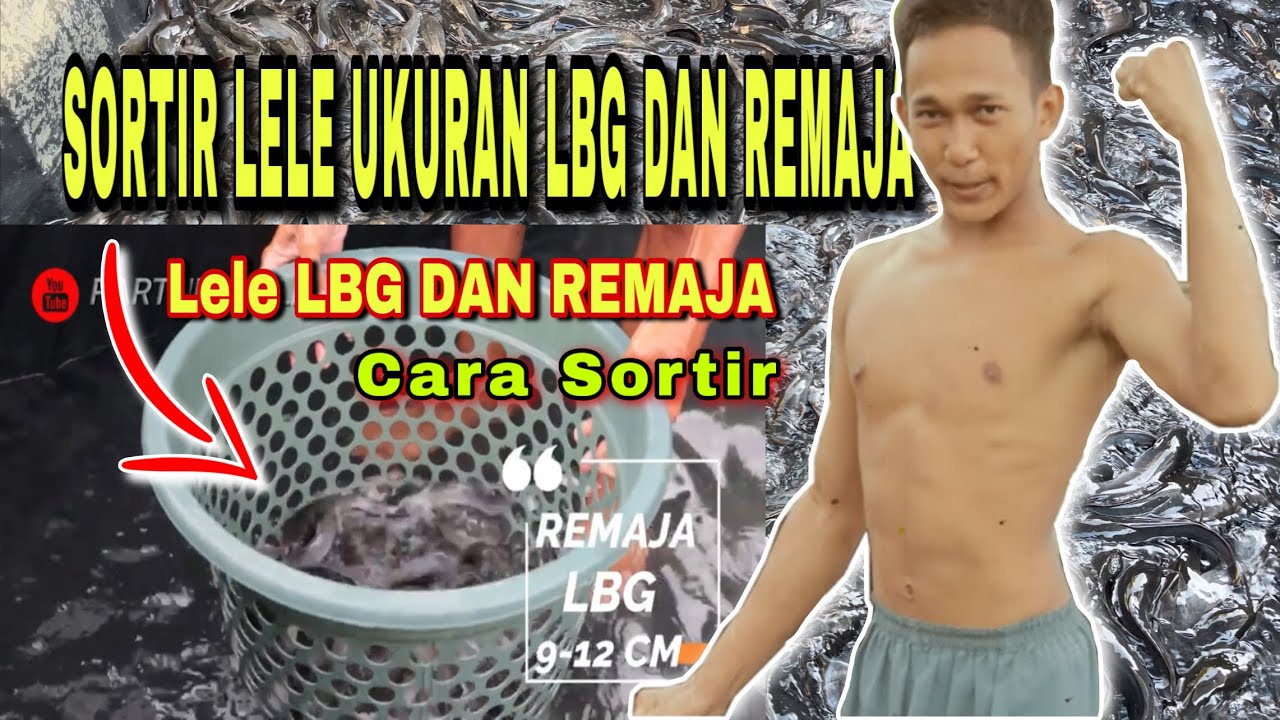 CARA SORTIR LELE UKURAN REMAJA DAN LBG, PALING MUDAH !. - YouTube