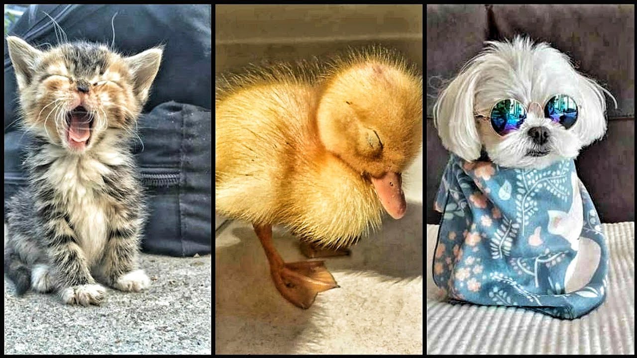 Cute Animals Video Compilation Cutest Moment of the Animals - Soo Cute ...