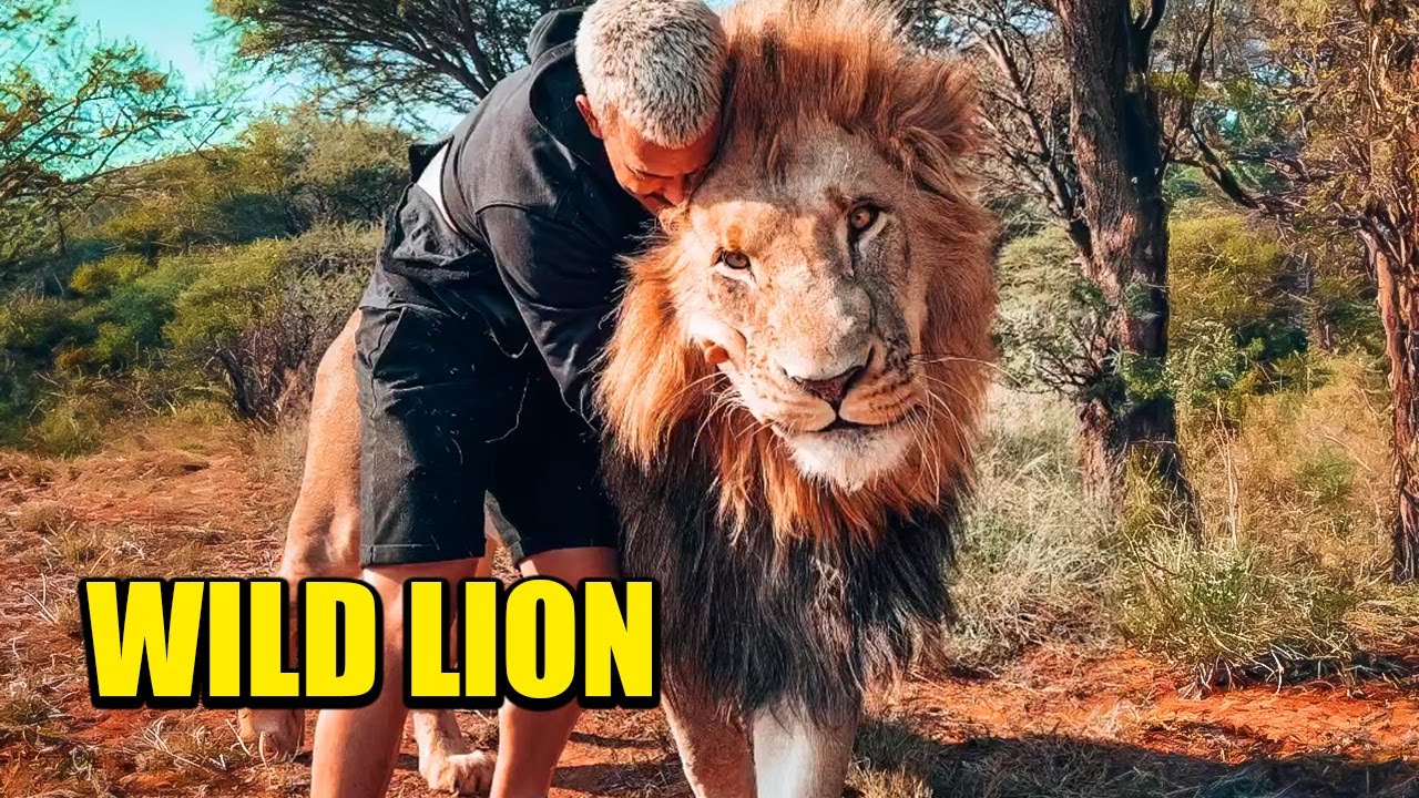 Dean Schneider Wild Lion || Live Wild Project Dean Schneider - YouTube