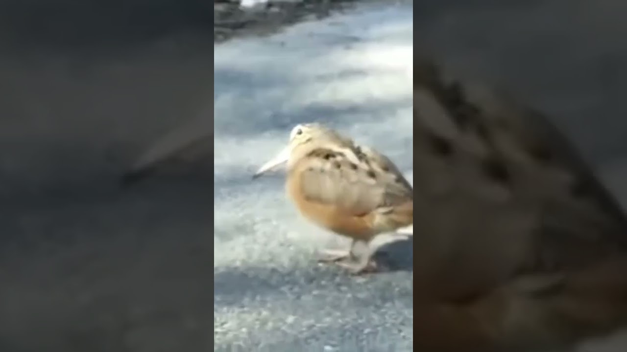 dancing bird birb dancing funny birb video cute bird - YouTube